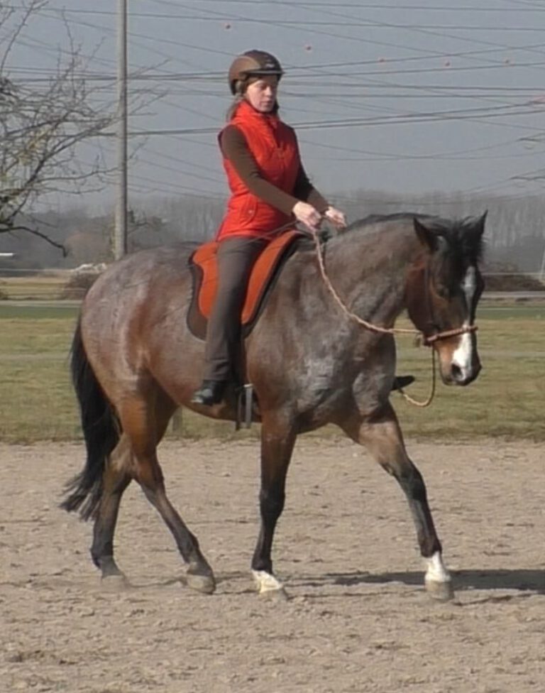 Gebisslos reiten mit Bosal - die Gründe - Pferde verstehen