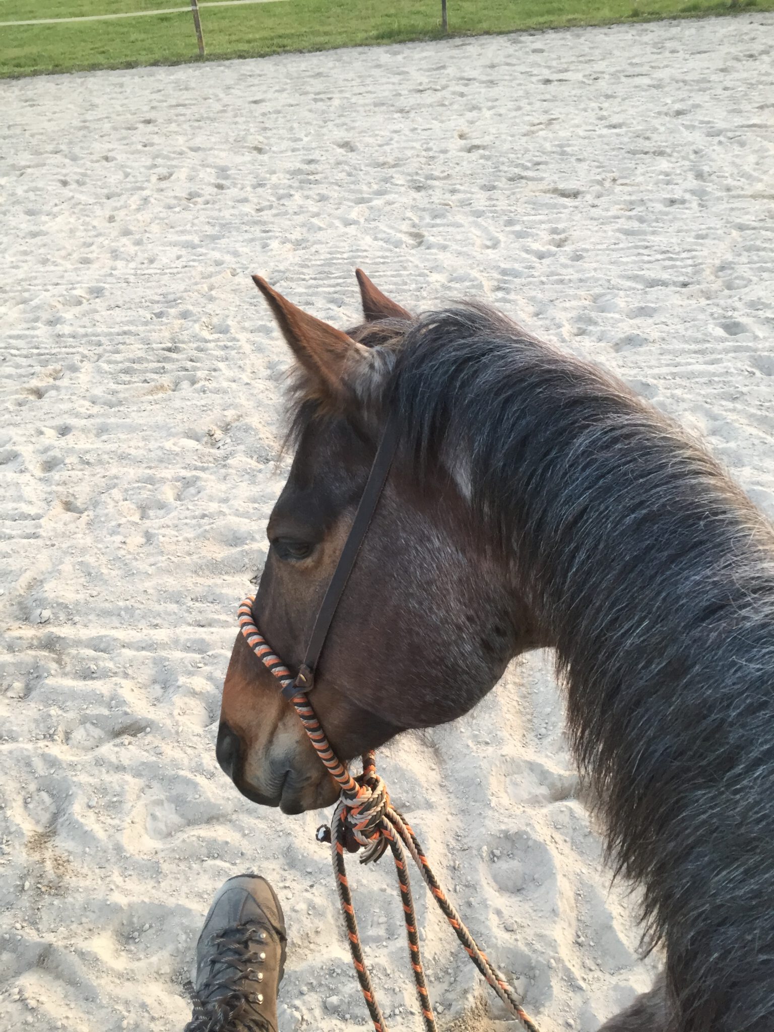 Gebisslos reiten mit Bosal - die Gründe - Pferde verstehen